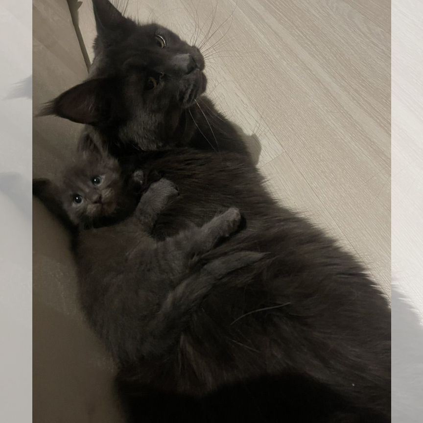 Мейн-кун котёнок