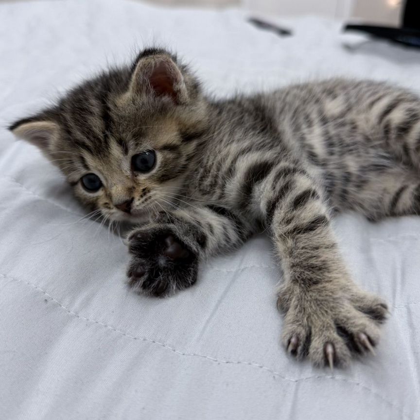 Котёнок от частного владельца
