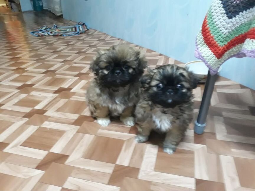 Продаються щенки пекинеа