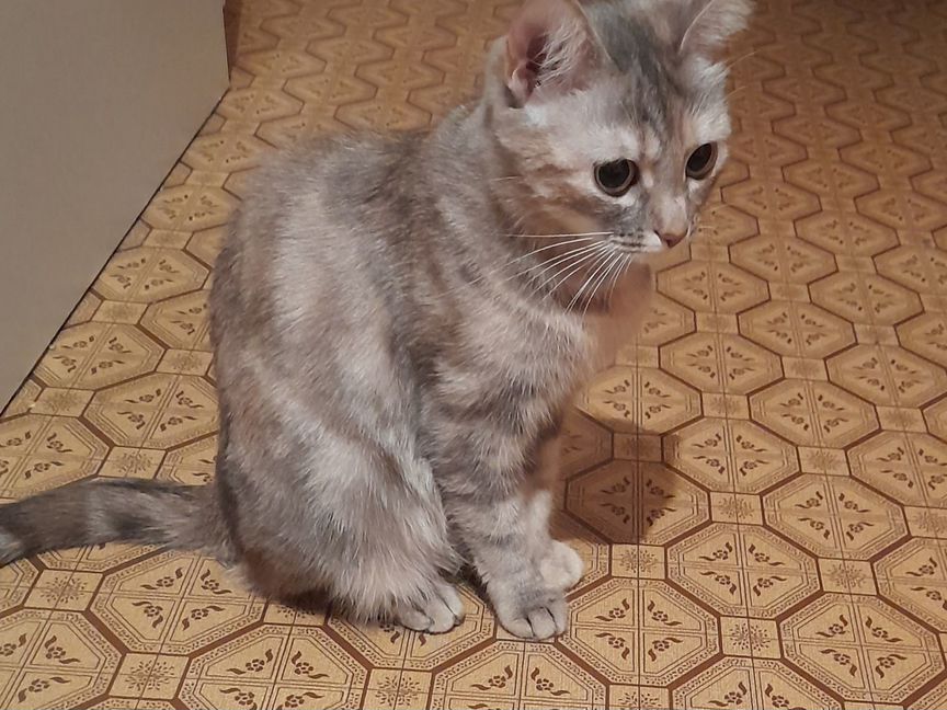 Шотландские вислоухие котята