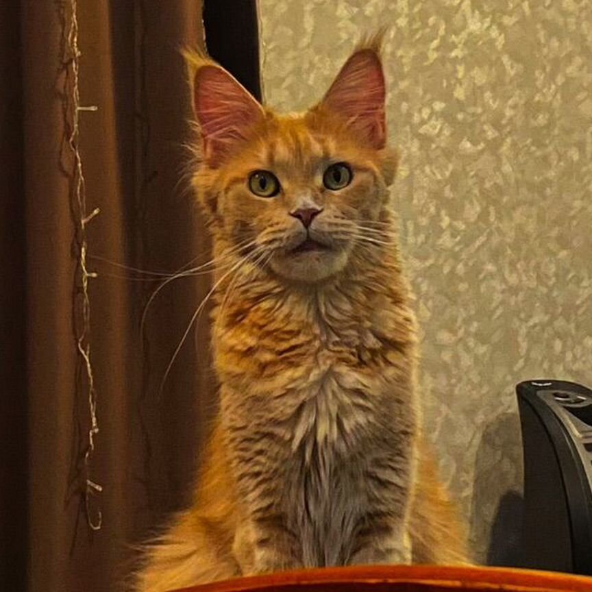 Мейн-кун котёнок