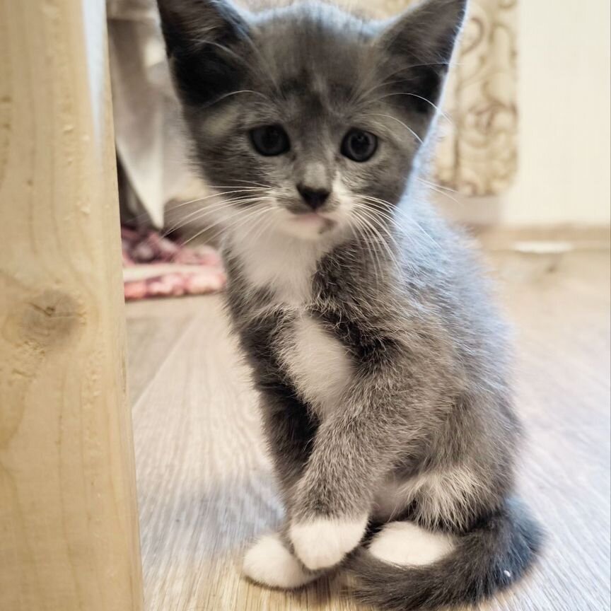 Кошечки с британскими корнями