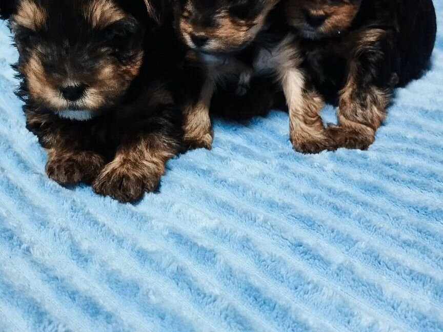 Йоркширский терьер