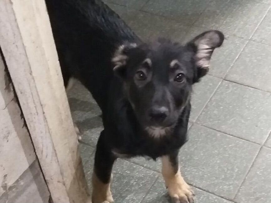 Щенок в добрые руки