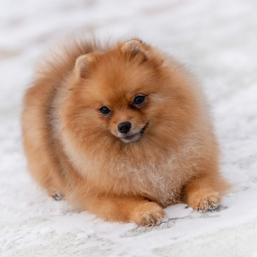 Померанский шпиц