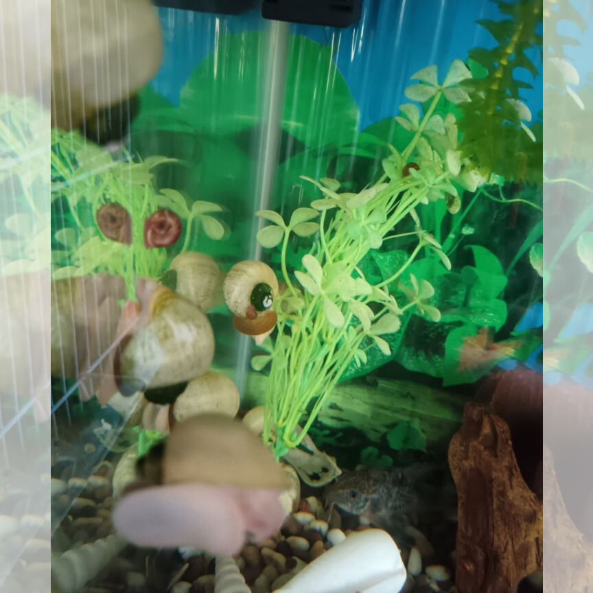 Улитки аквариумные бесплатно