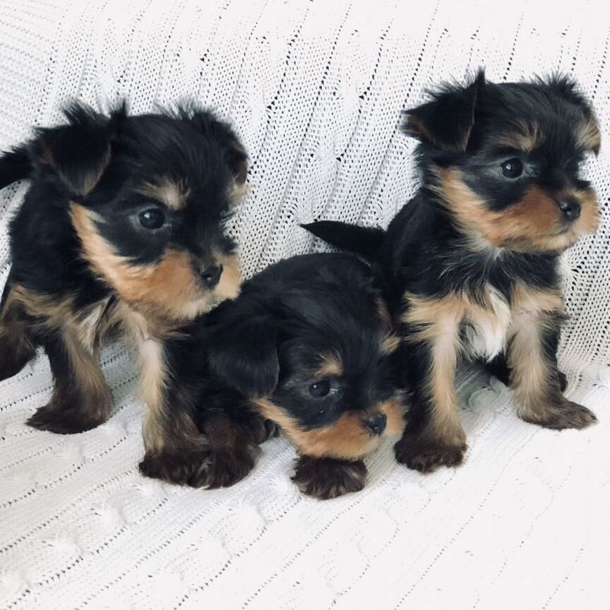 Йоркширский терьер щенки