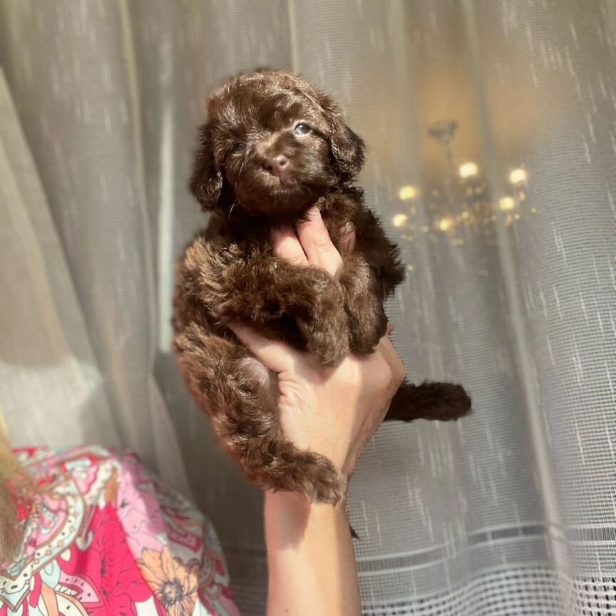 Той пудель пупсики