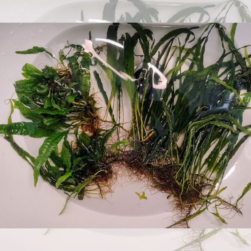 Ломариопсис линеата, папоротник таиландский