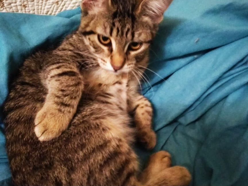 Милый котенок в дар