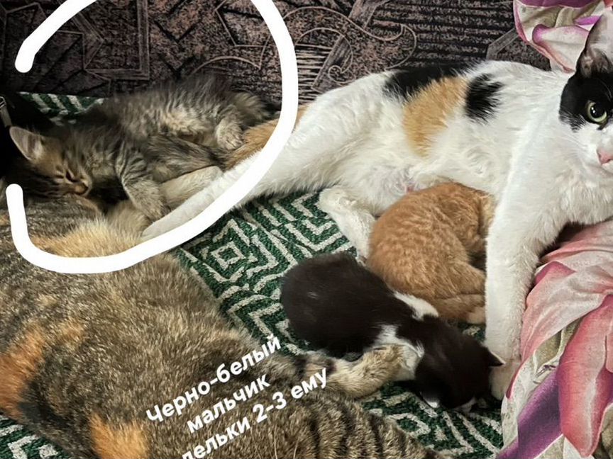 Домашние животные котята