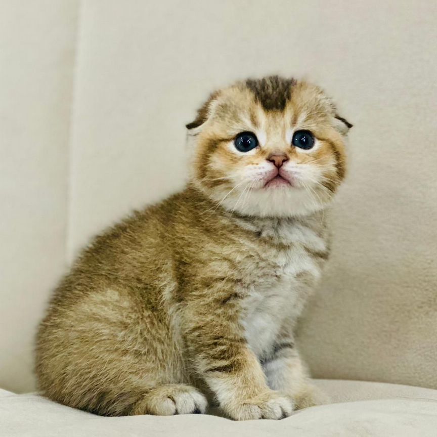Шотландский вислоухий котик