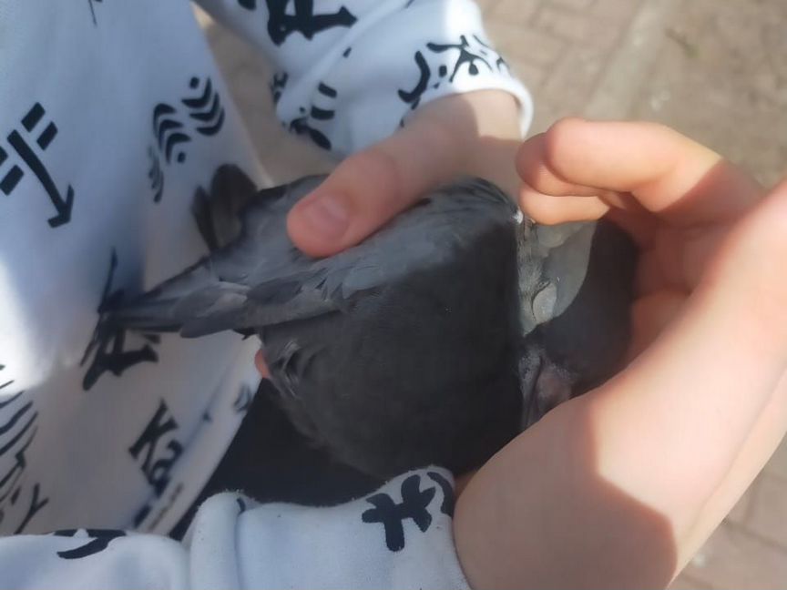 Ручной голубь зовут: Узбек