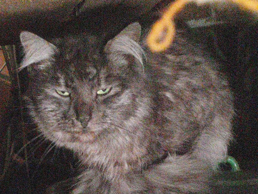 Отдам кота