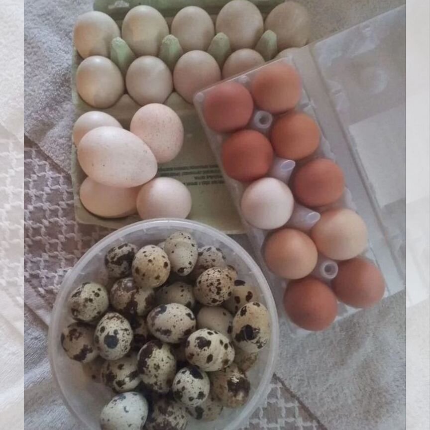 Инкубационное яйцо бройлерной утки агидель