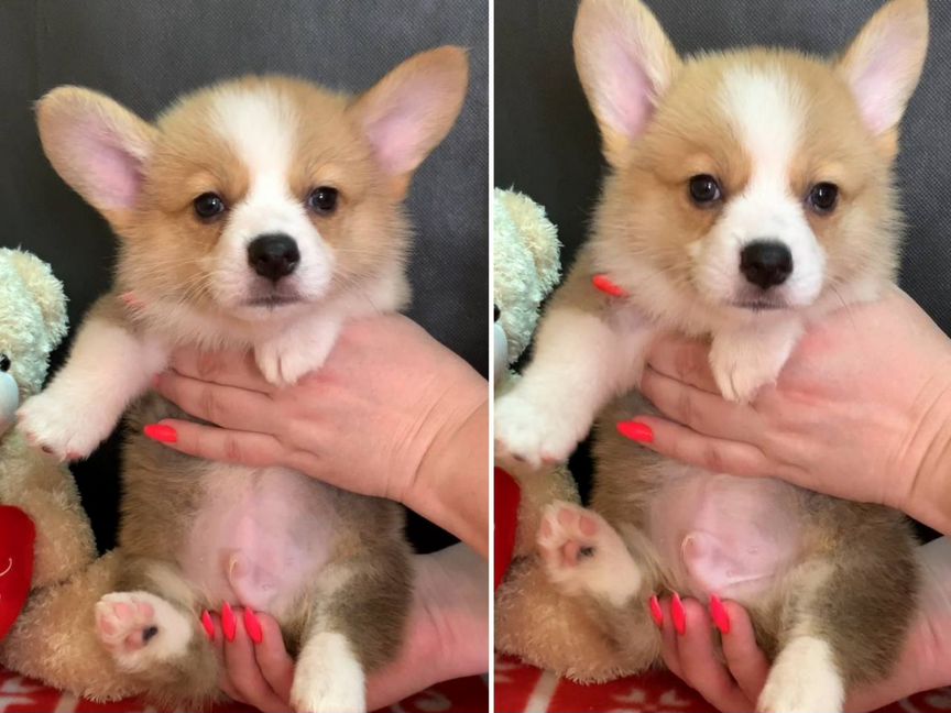 Вельш-корги пемброк щенки 1 месяц, видео