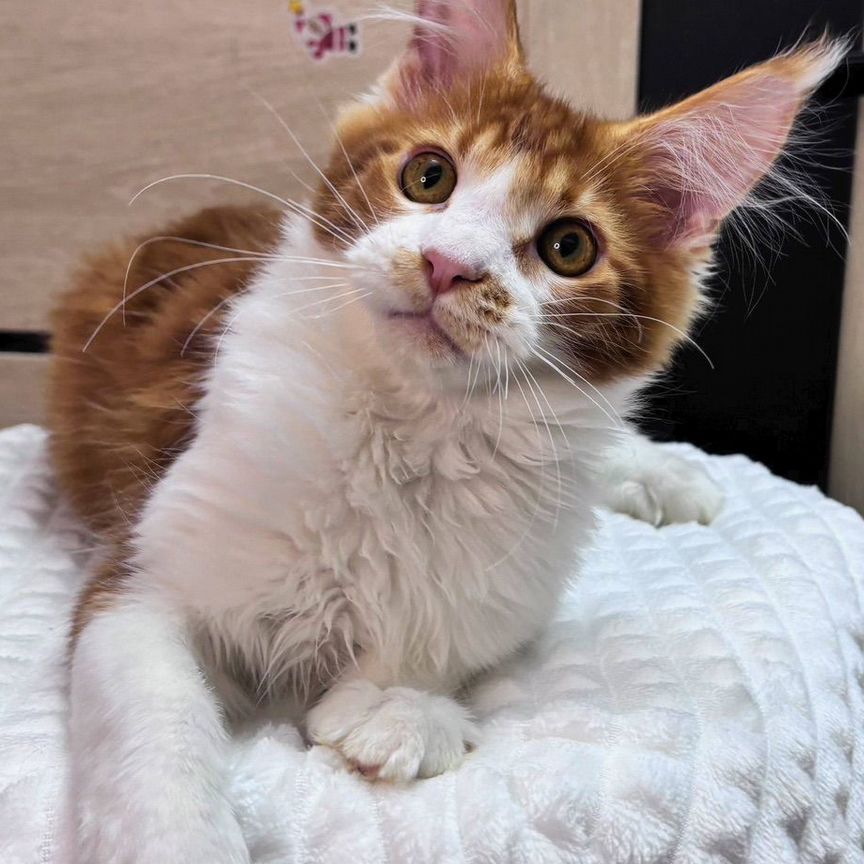 Мейн-кун котёнок