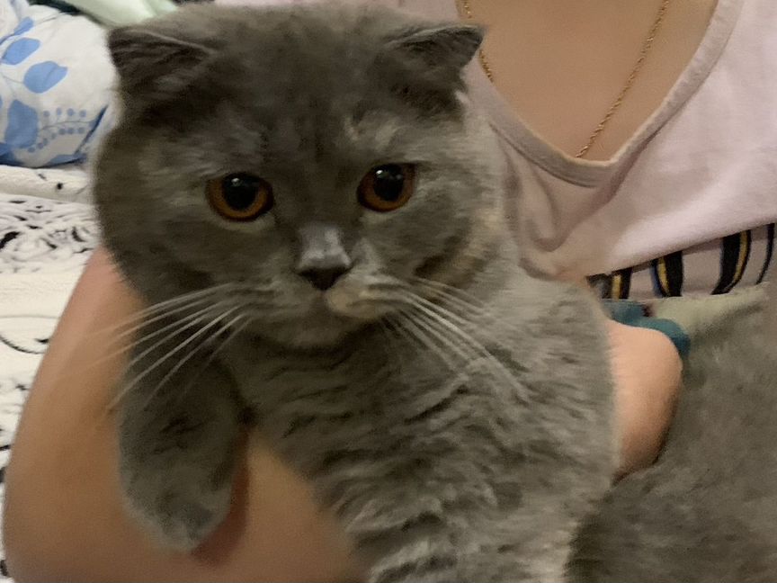 Шотланнская кошка в добрые руки