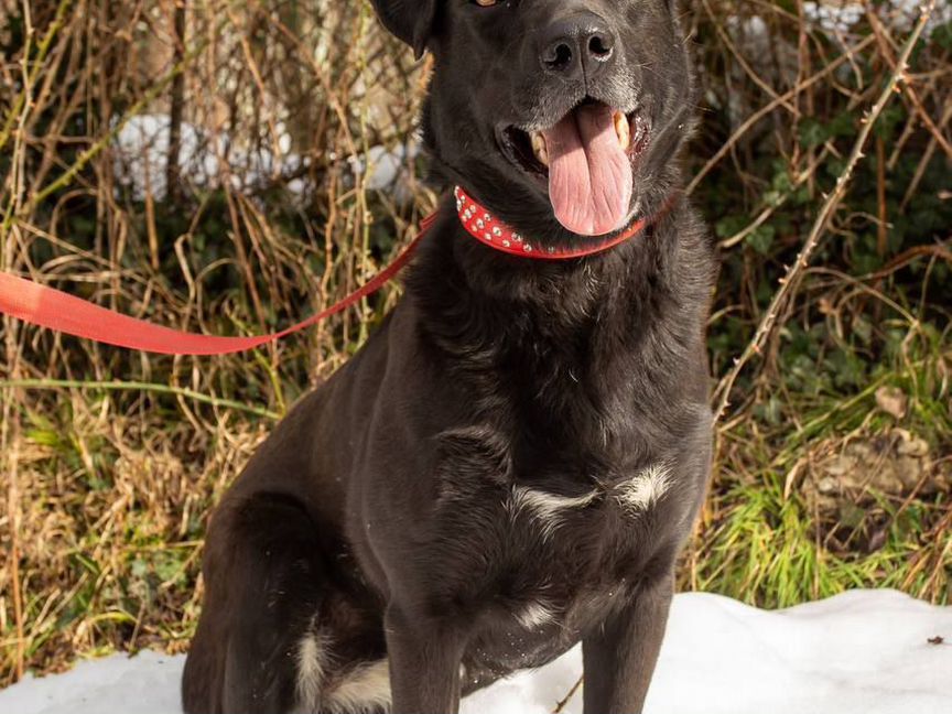 Лабрадор метис собака в добрые руки