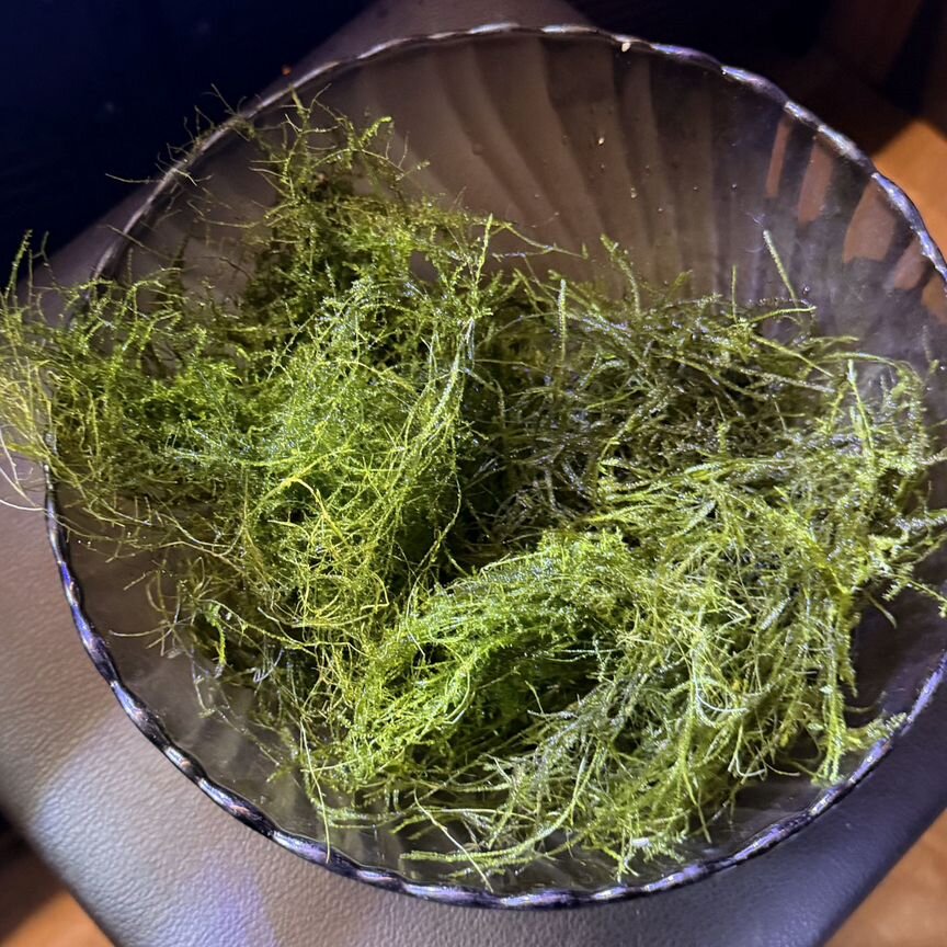 Мох аквариумный прополка
