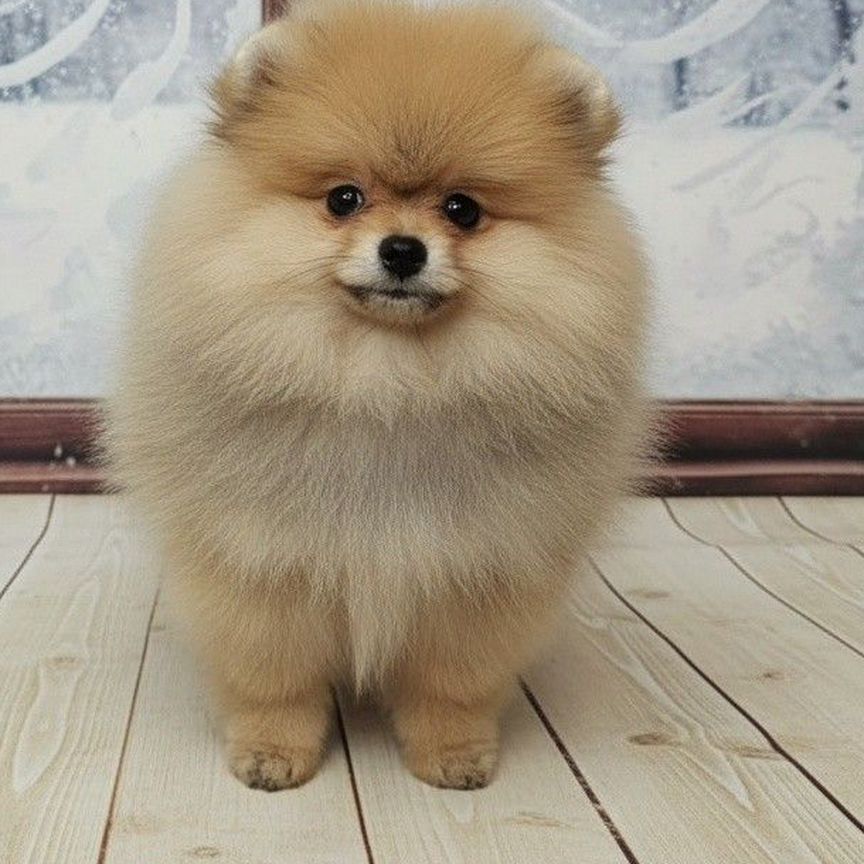 Померанский шпиц, щенок