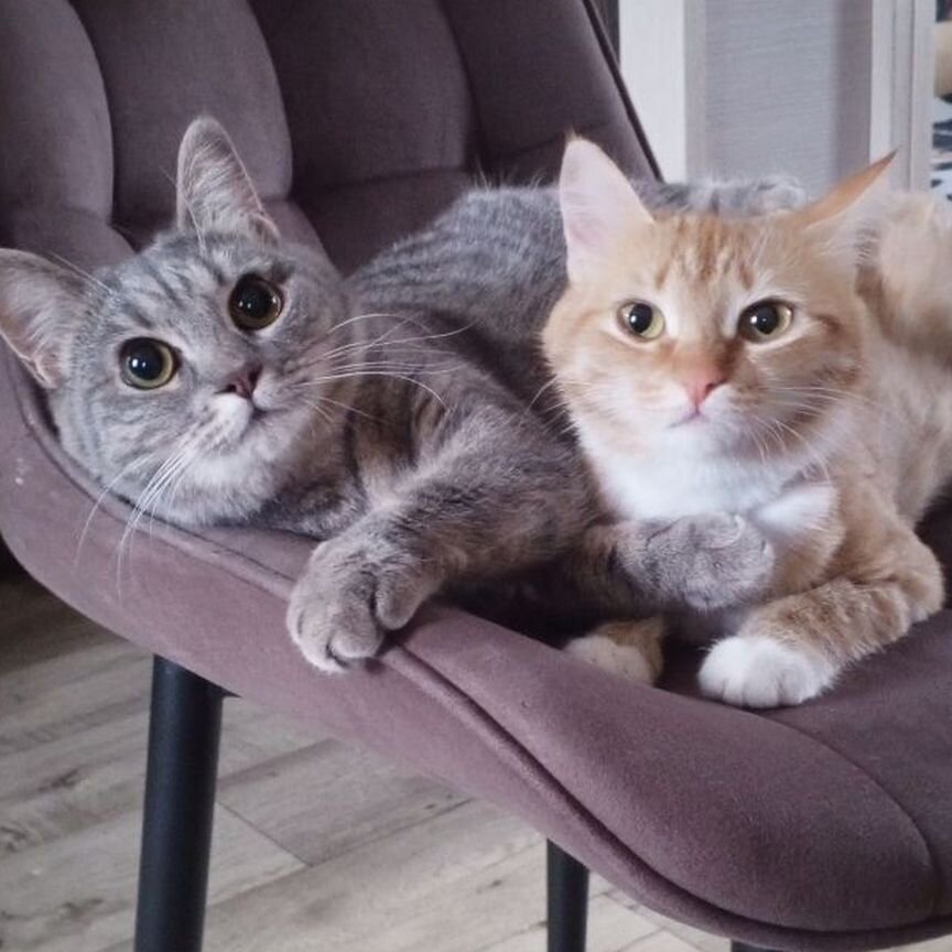 Шотландская прямоухая короткошёрстная кошка, взрослая