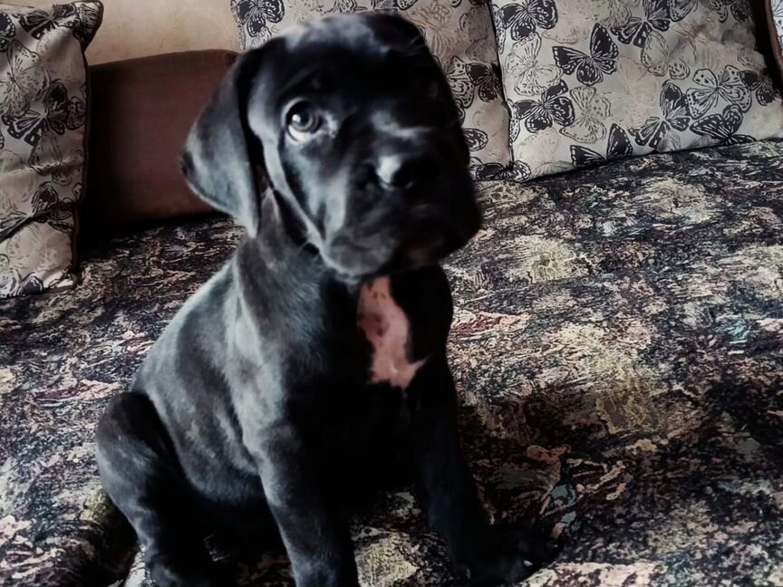 Щенки кане Корсо