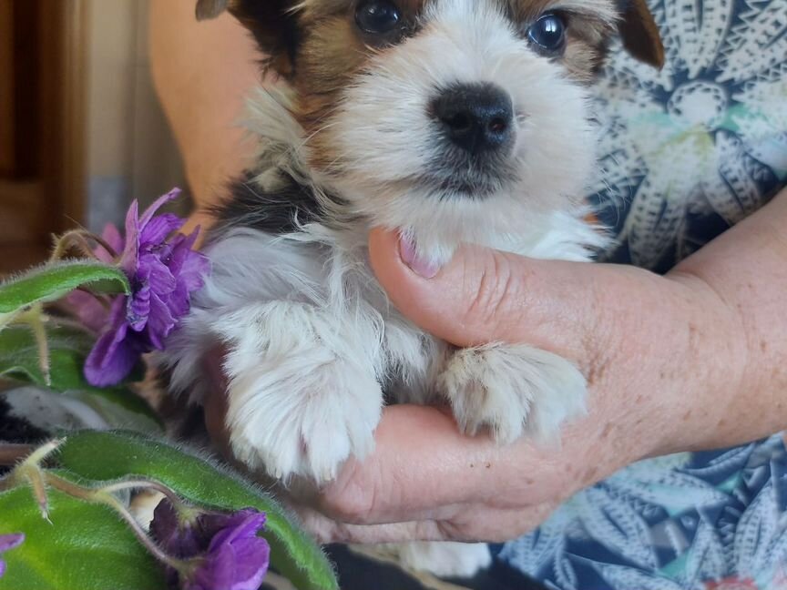 Бивер йорки