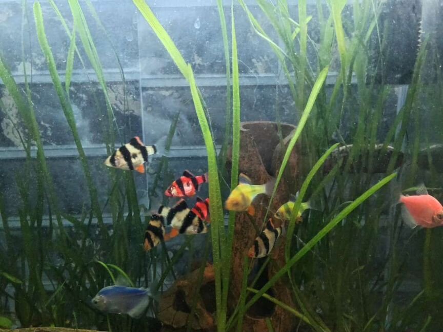 Рыбки барбусы