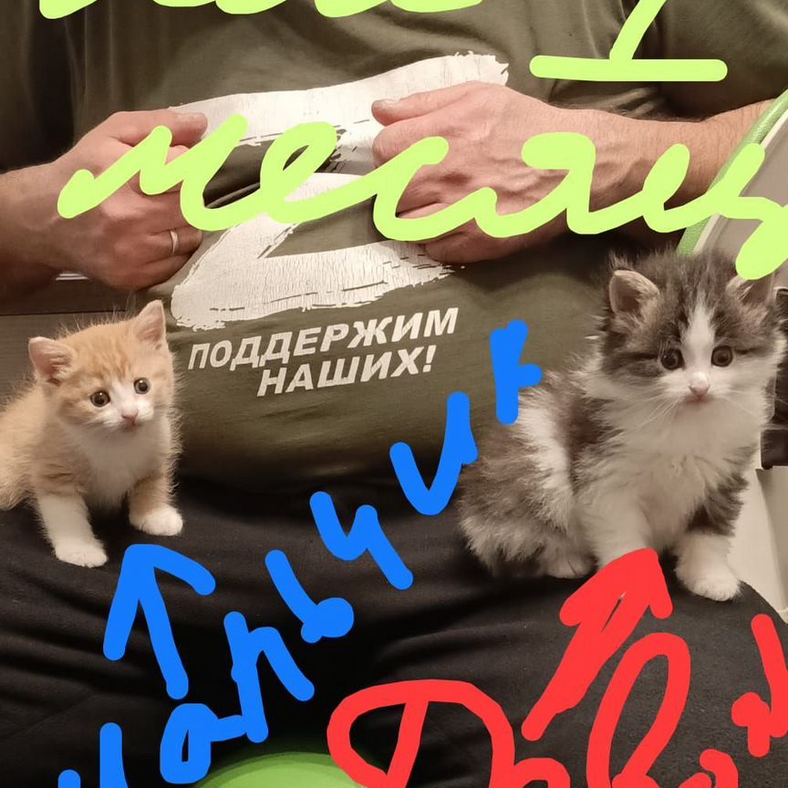 Отдам котенка в добрые руки породистые