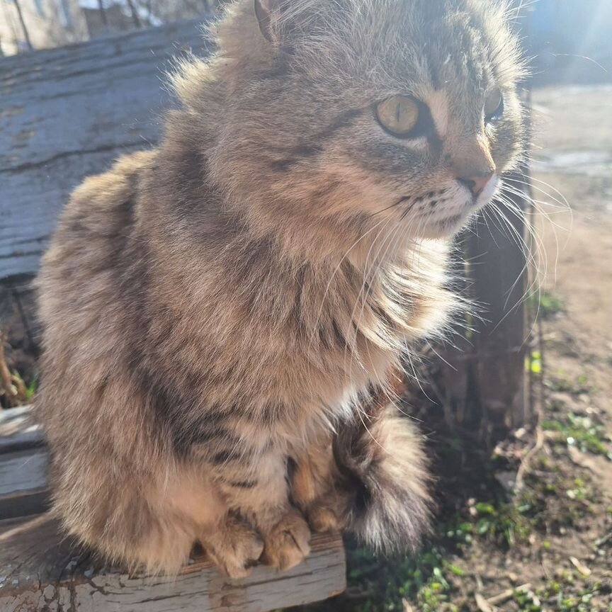 Кошечка в добрые руки бесплатно