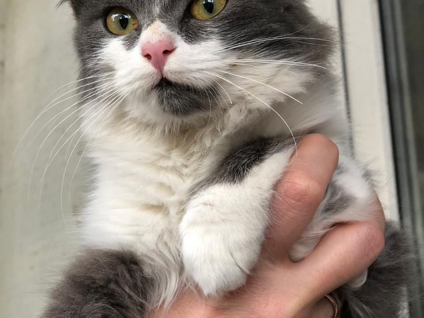 Нежнейший, мурчащий котёнок, девочка
