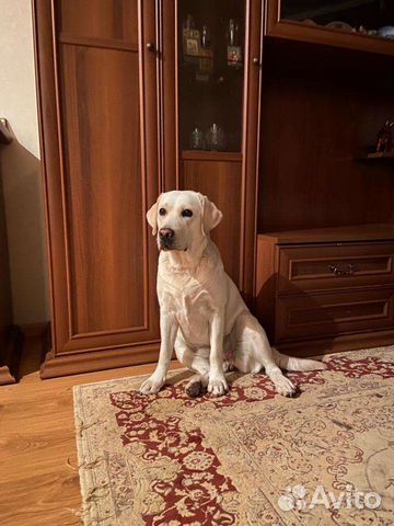 Собака порода лабрадор
