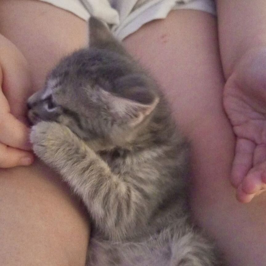 Лялечку в подъезд