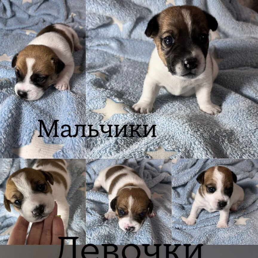 Джек расл терьер щенки