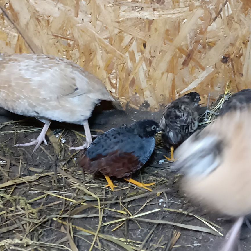 Ия китайского расписной перепела