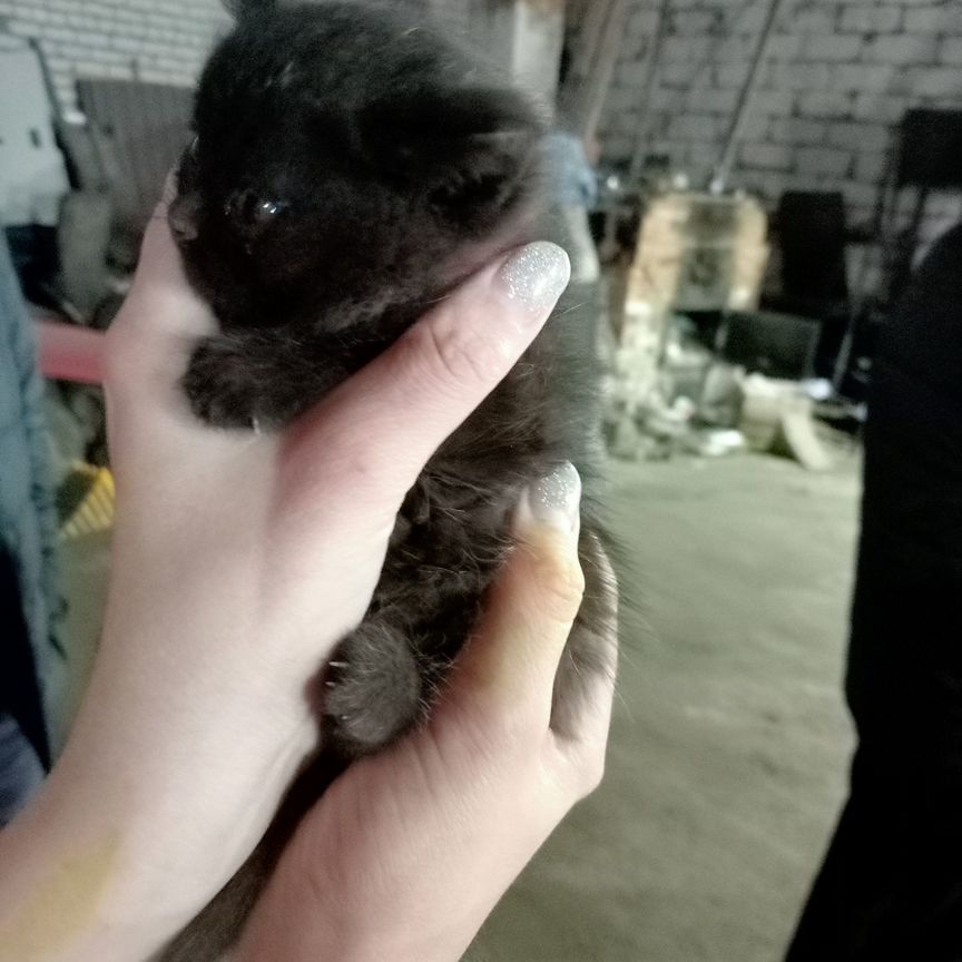 Котята в добрые руки 1 месяц