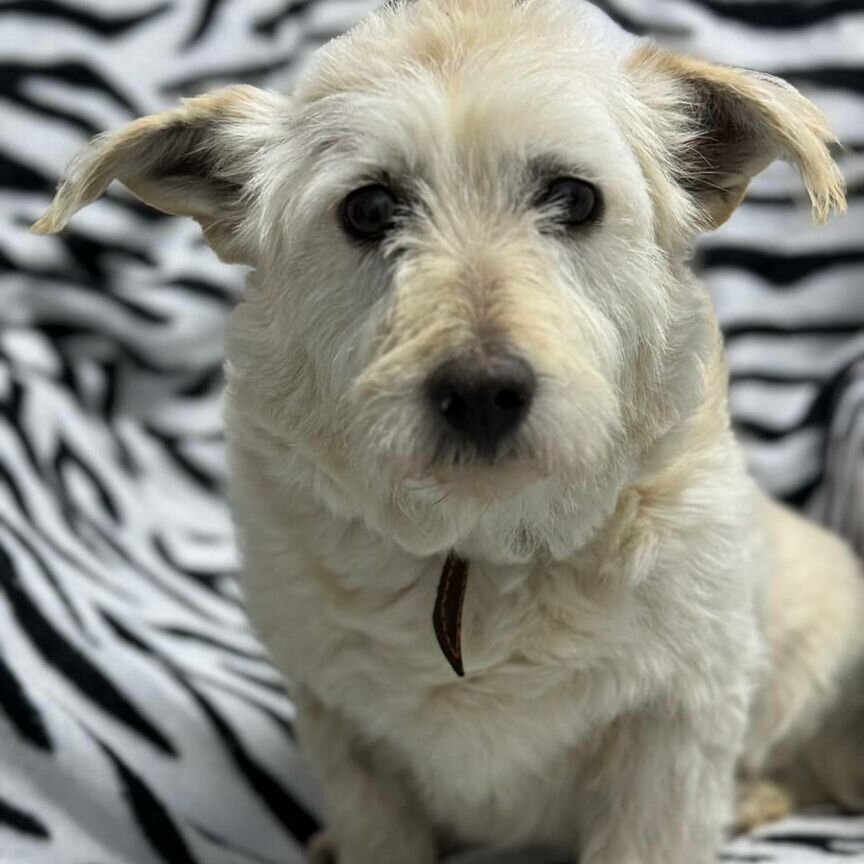 Бегемотик Баги