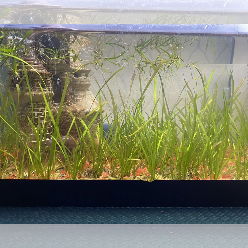 Валеснерия прямая аквариумная