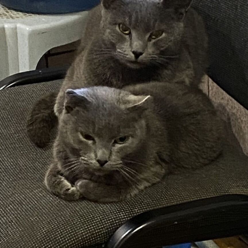 Кошка в хорошие руки