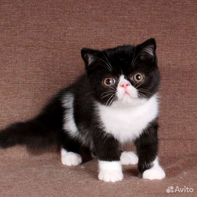 Экзотик малыш