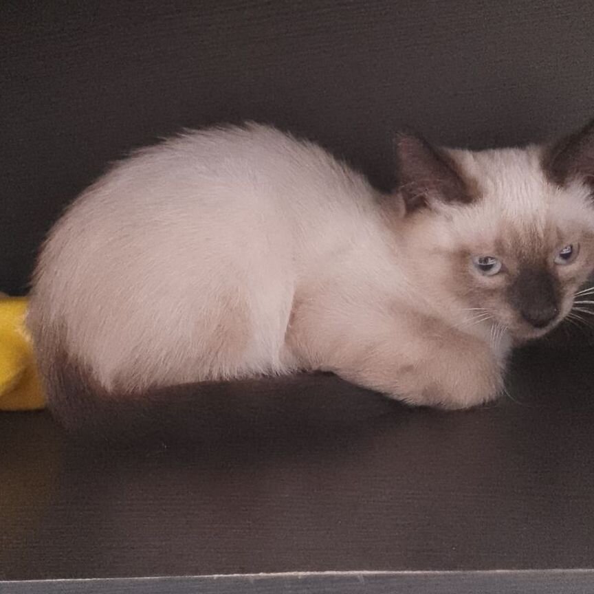 Сиамский кот