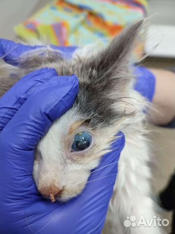 Котёнок слепой выживал на улице