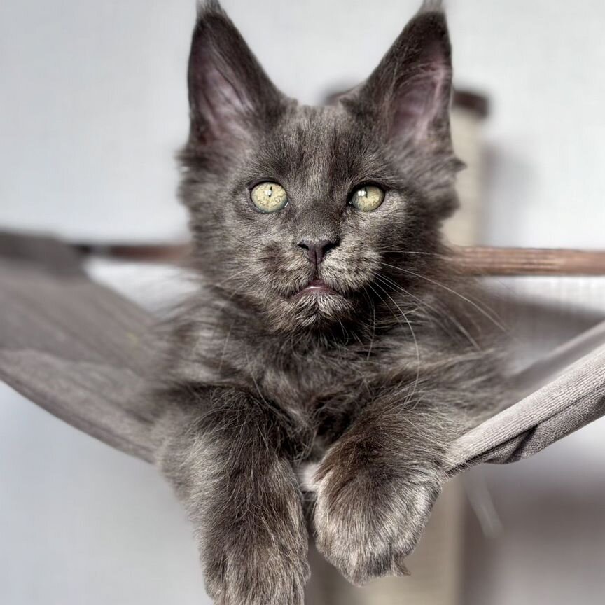 Котик мейн-кун