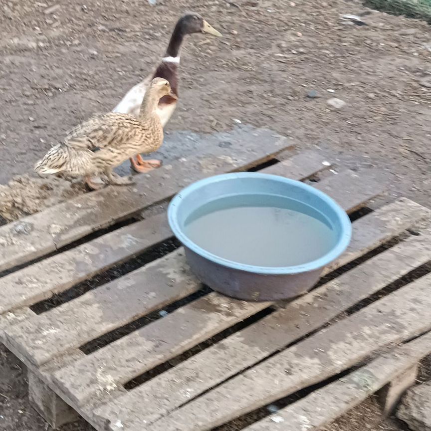 Индийский бегунок