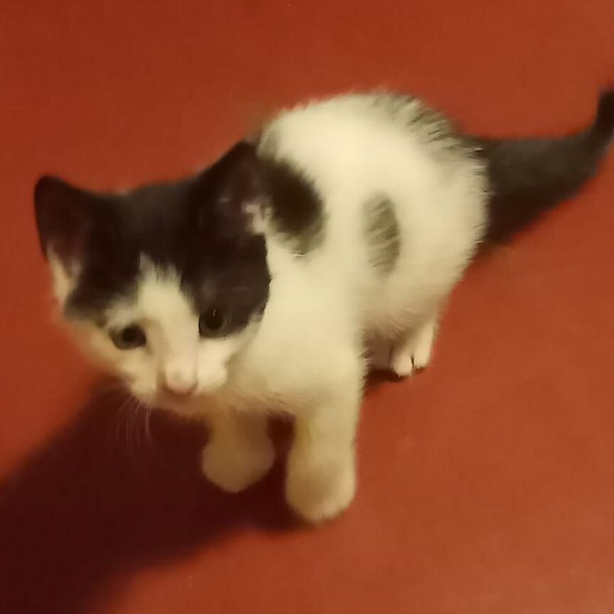 Котенок мальчик
