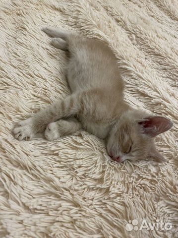 Котенок мальчик 1,5 мес
