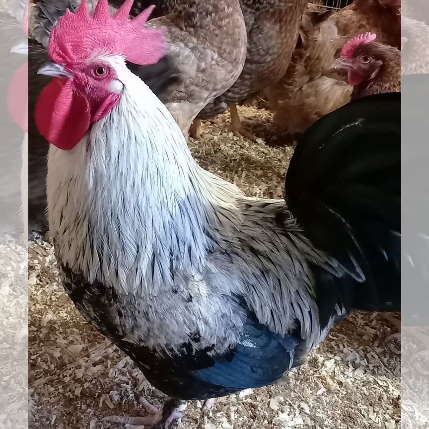 Маран серебристогривый