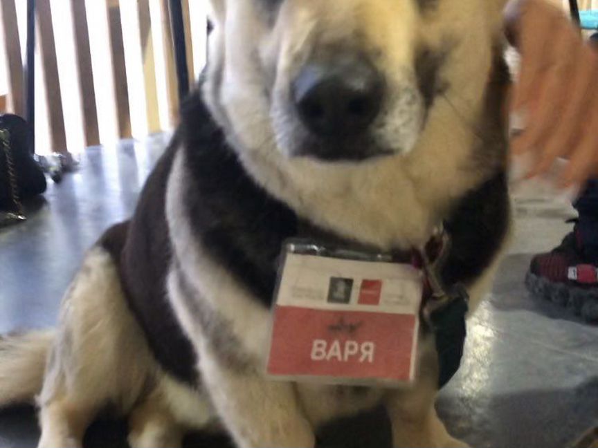 Собака Варя