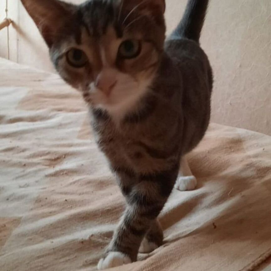 Котенок девочка 4-5 мес